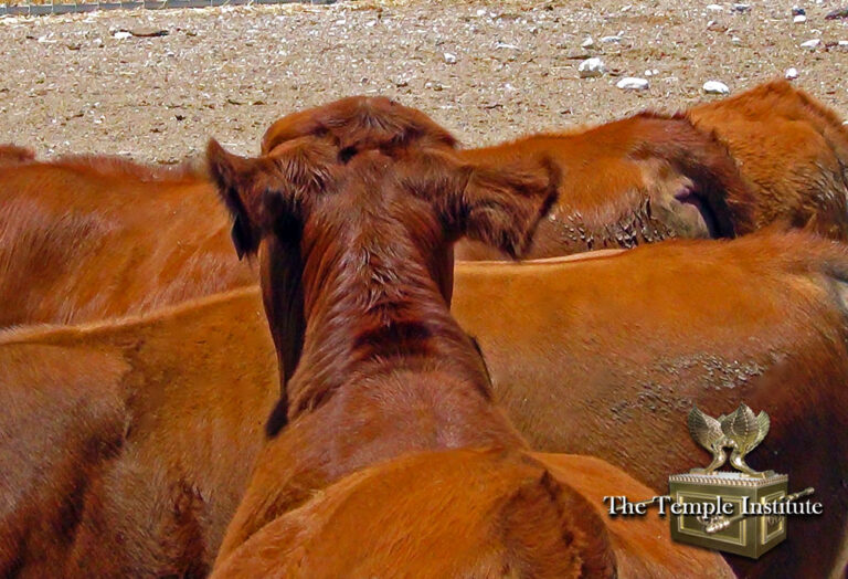 RABBI INSPECTS RED HEIFER IN SECRET LOCATION IN ISRAEL FOR USE IN 3RD ...
