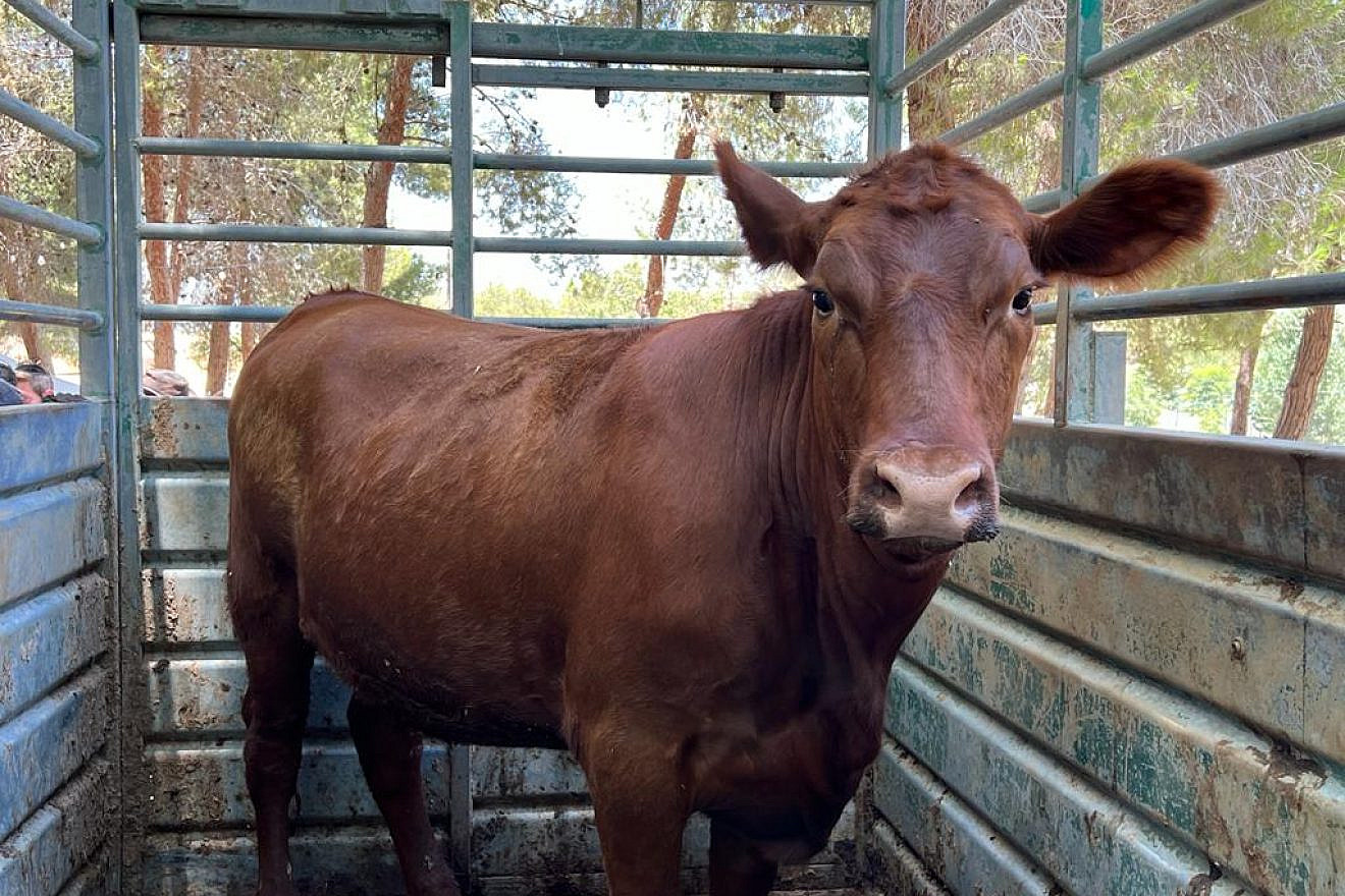 Hamas Spokesman: Oct 7 attack launched to stop the red heifers - Bible ...